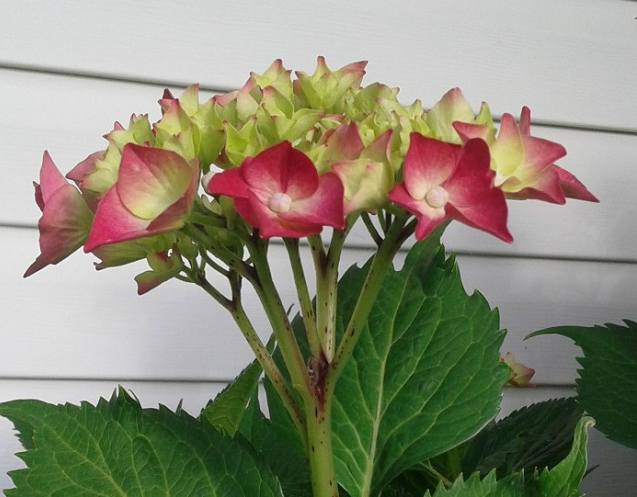 Hydrangea Life Lessons: Pruning Dead Wood – April Yamasaki